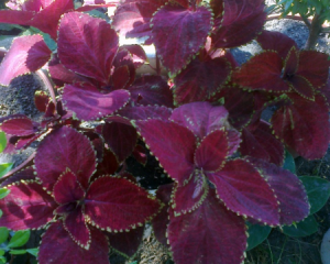 PlanetalsadСорта колеусов: определитель с фото - Planetalsad