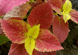 PlanetalsadКолеус (Coleus Alabama Sunset): фотогалерея сорта - Planetalsad