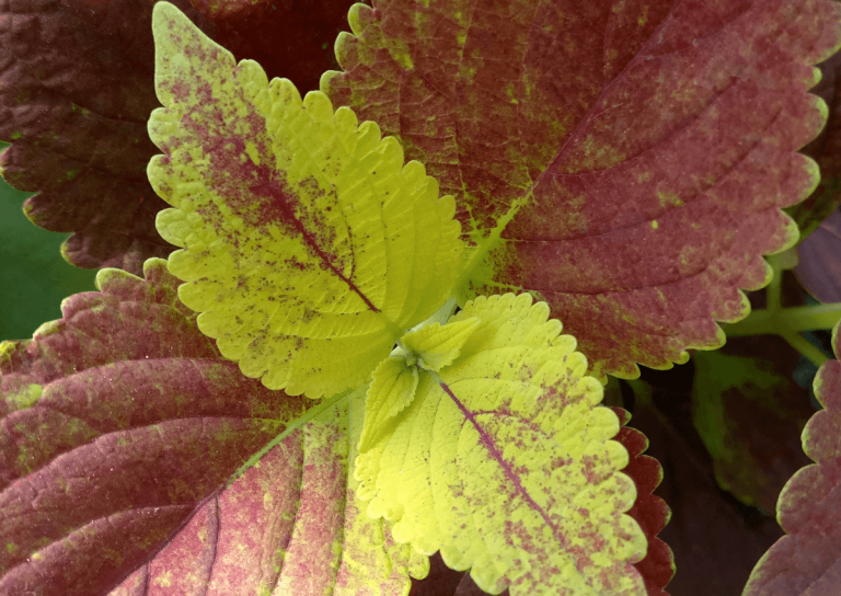 PlanetalsadКолеус (Coleus Alabama Sunset): фотогалерея сорта - Planetalsad