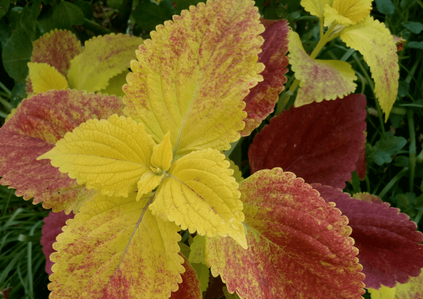 PlanetalsadКолеус (Coleus Alabama Sunset): фотогалерея сорта - Planetalsad