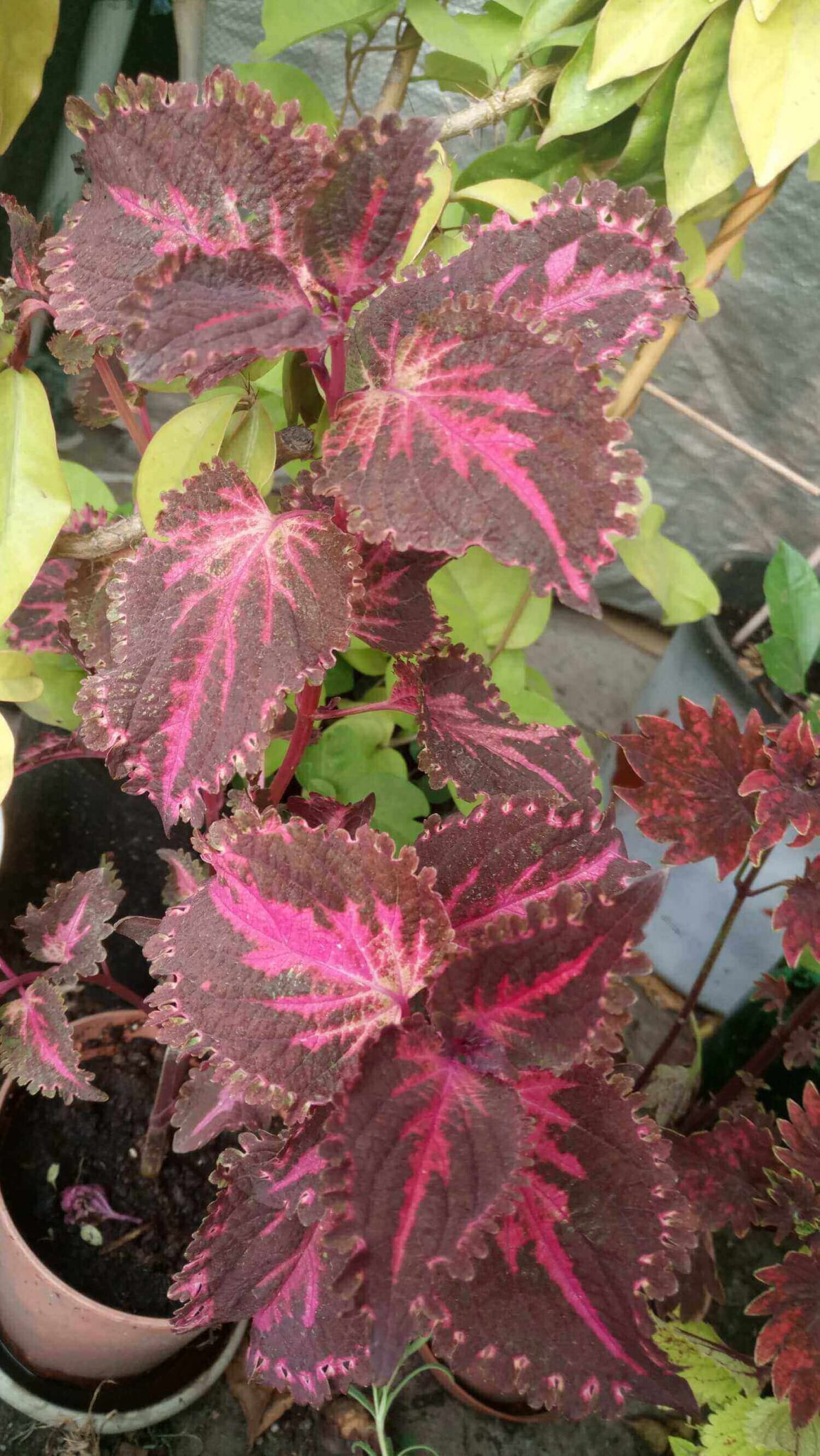 PlanetalsadКолеус (Coleus «Flamingo»): фотогалерея сорта - Planetalsad