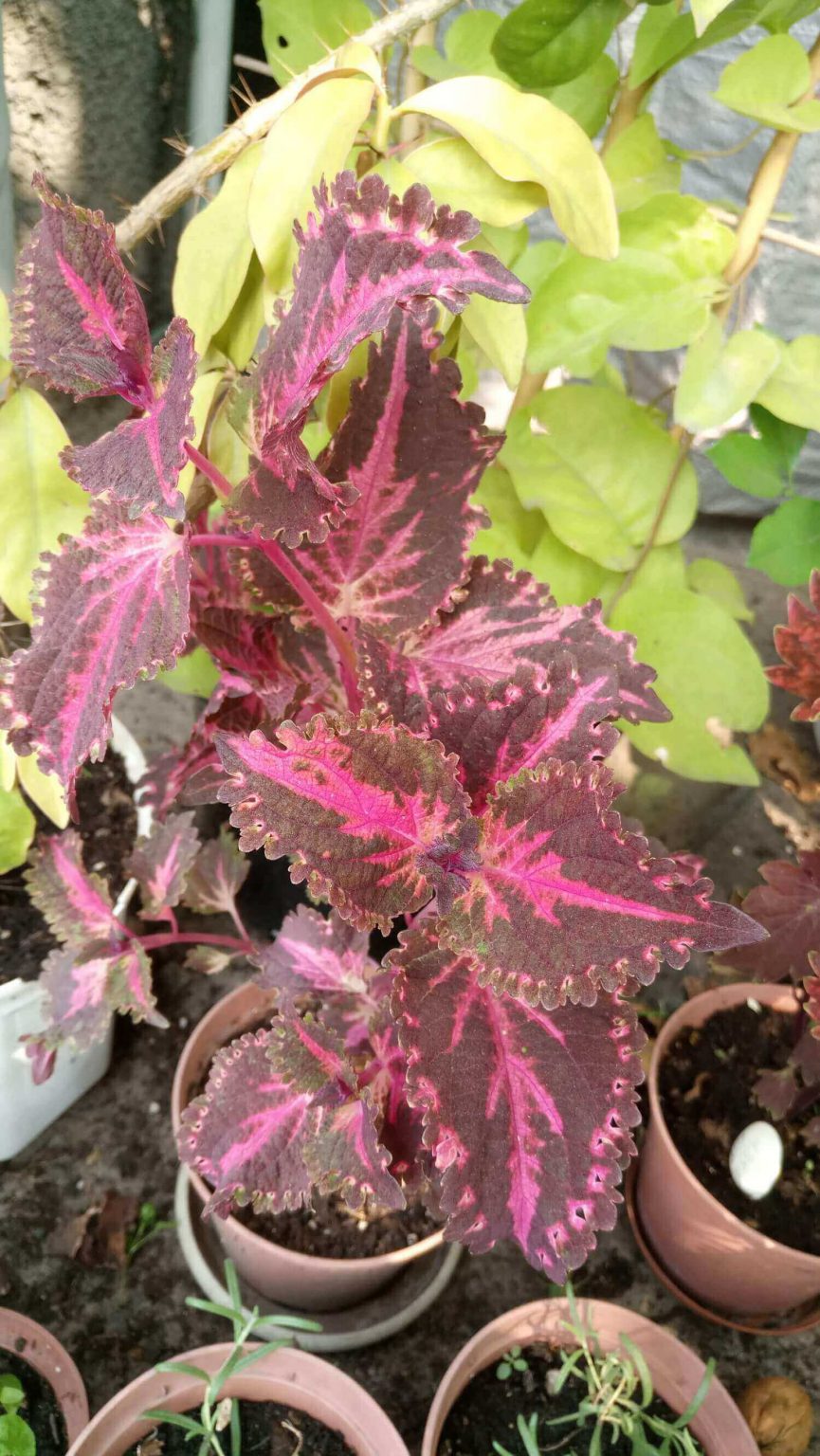 PlanetalsadКолеус (Coleus «Flamingo»): фотогалерея сорта - Planetalsad