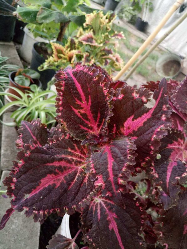 PlanetalsadКолеус (Coleus «Flamingo»): фотогалерея сорта - Planetalsad