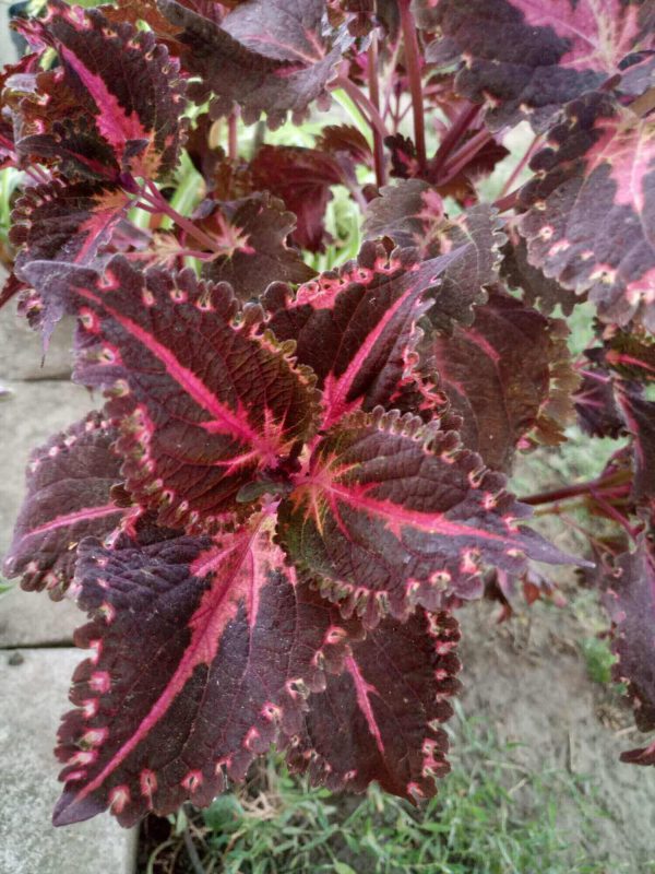 PlanetalsadКолеус (Coleus «Flamingo»): фотогалерея сорта - Planetalsad