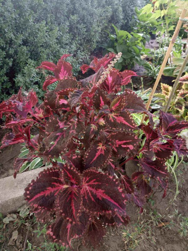 PlanetalsadКолеус (Coleus «Flamingo»): фотогалерея сорта - Planetalsad