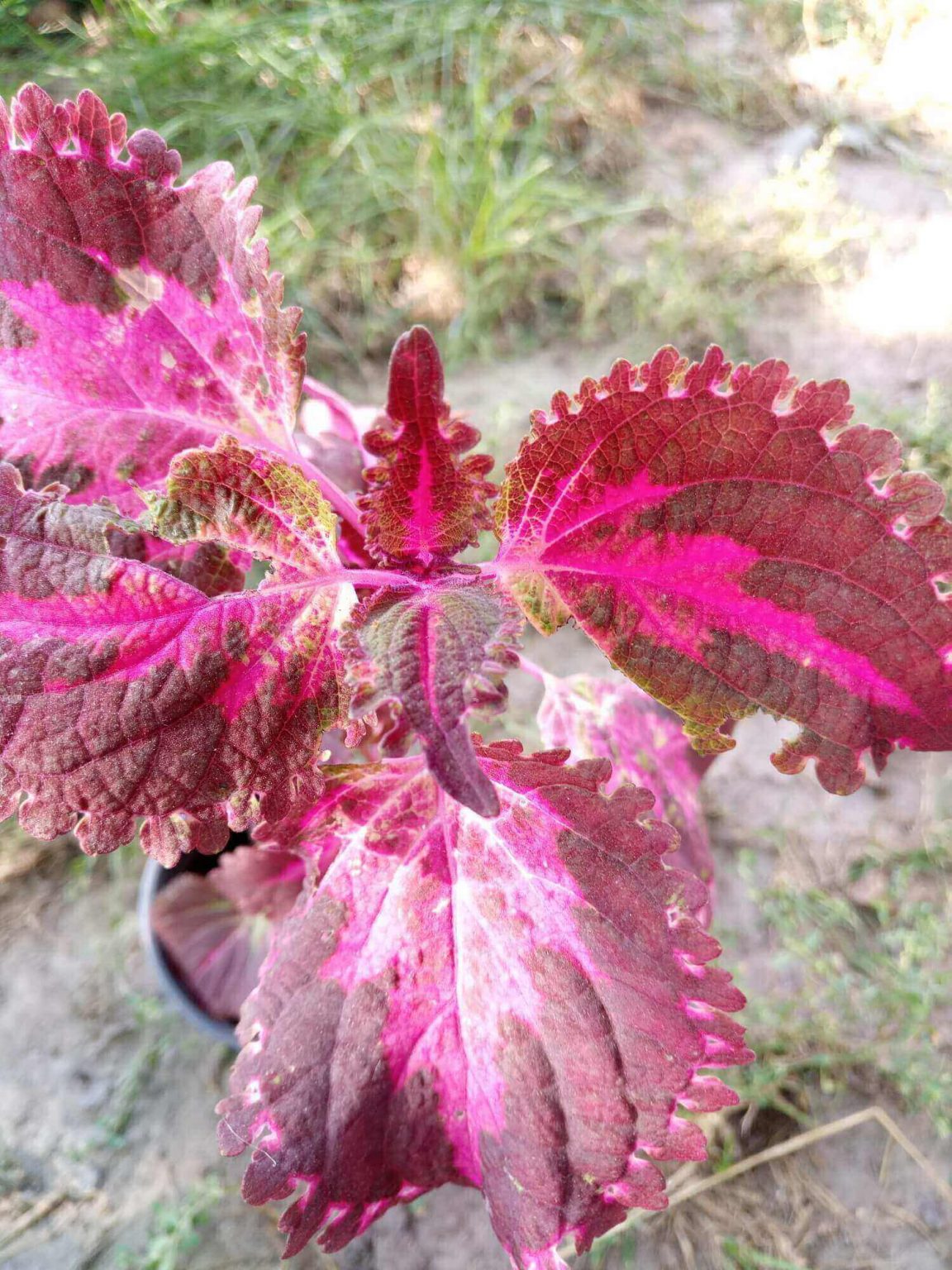 PlanetalsadКолеус (Coleus «Flamingo»): фотогалерея сорта - Planetalsad