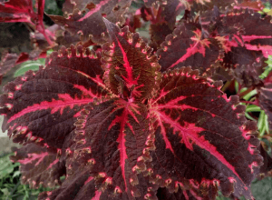 PlanetalsadКолеус (Coleus «Flamingo»): фотогалерея сорта - Planetalsad