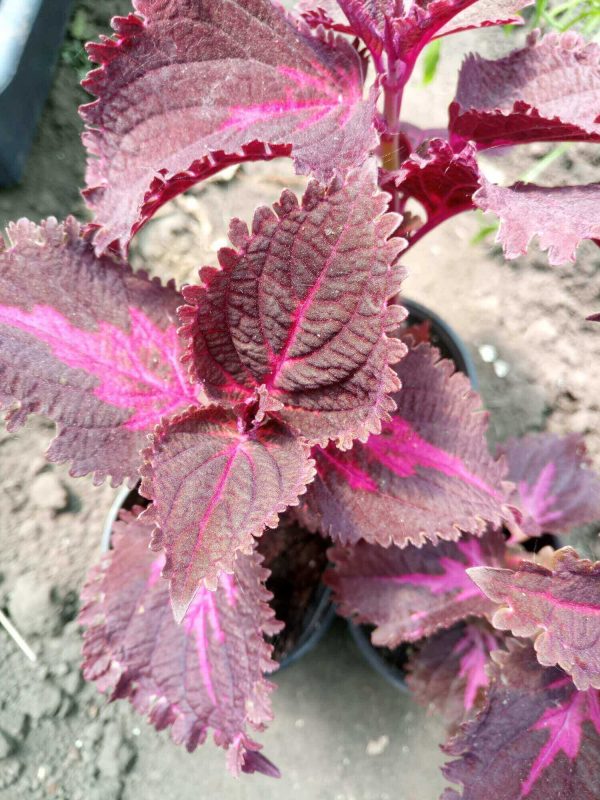 PlanetalsadКолеус (Coleus «Flamingo»): фотогалерея сорта - Planetalsad