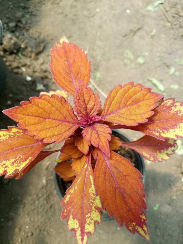 PlanetalsadКолеус (Coleus «Spitfire»): фотогалерея сорта - Planetalsad