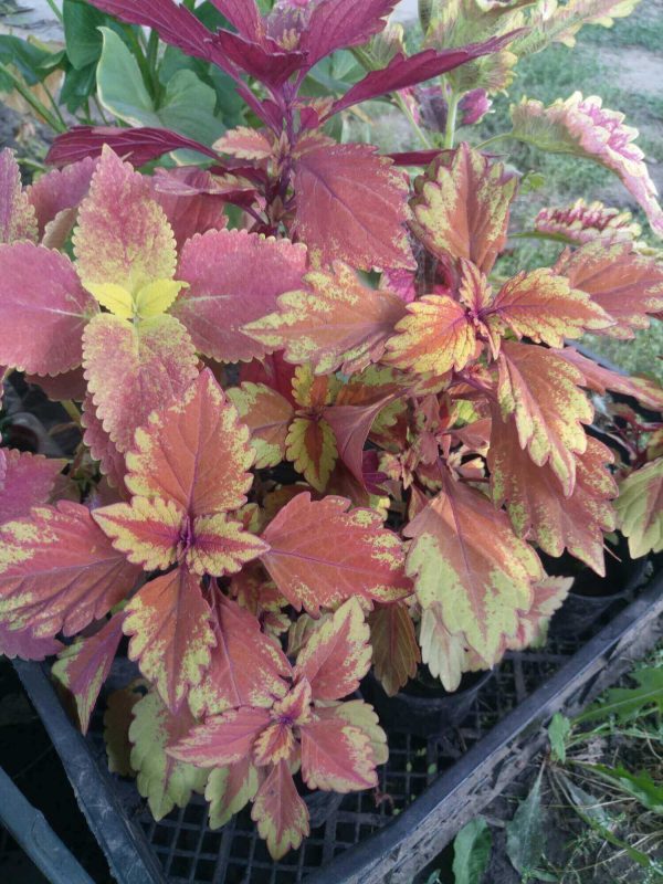 PlanetalsadКолеус (Coleus «Spitfire»): фотогалерея сорта - Planetalsad