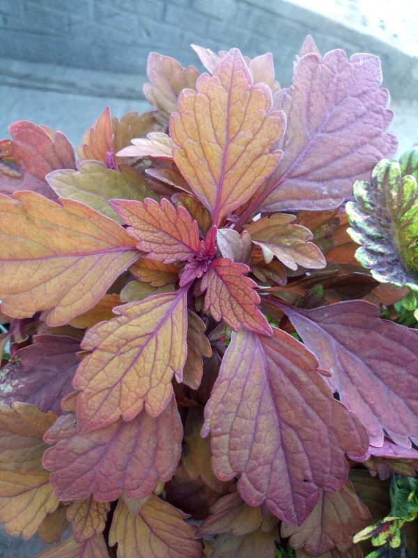 PlanetalsadКолеус (Coleus «Spitfire»): фотогалерея сорта - Planetalsad