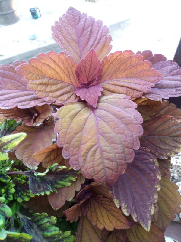 PlanetalsadКолеус (Coleus «Spitfire»): фотогалерея сорта - Planetalsad