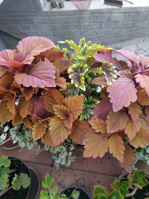 PlanetalsadКолеус (Coleus «Spitfire»): фотогалерея сорта - Planetalsad