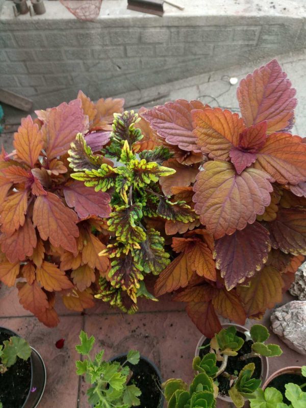 PlanetalsadКолеус (Coleus «Spitfire»): фотогалерея сорта - Planetalsad