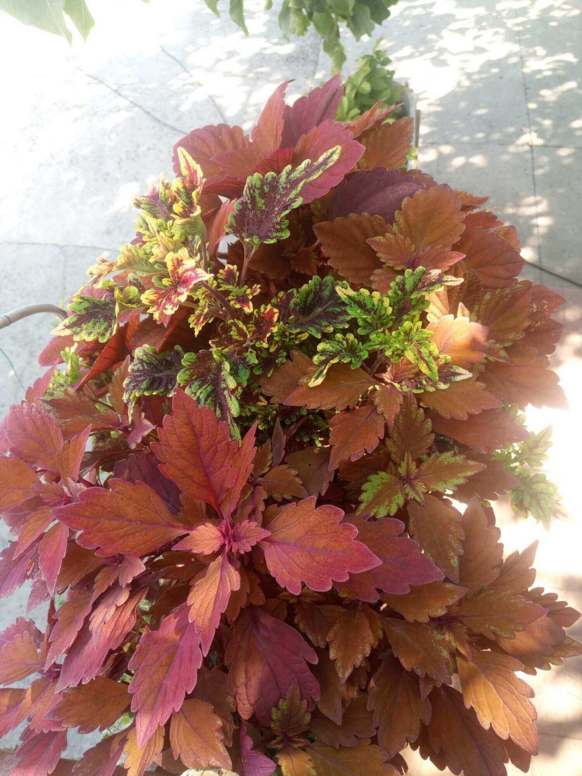 PlanetalsadКолеус (Coleus «Spitfire»): фотогалерея сорта - Planetalsad