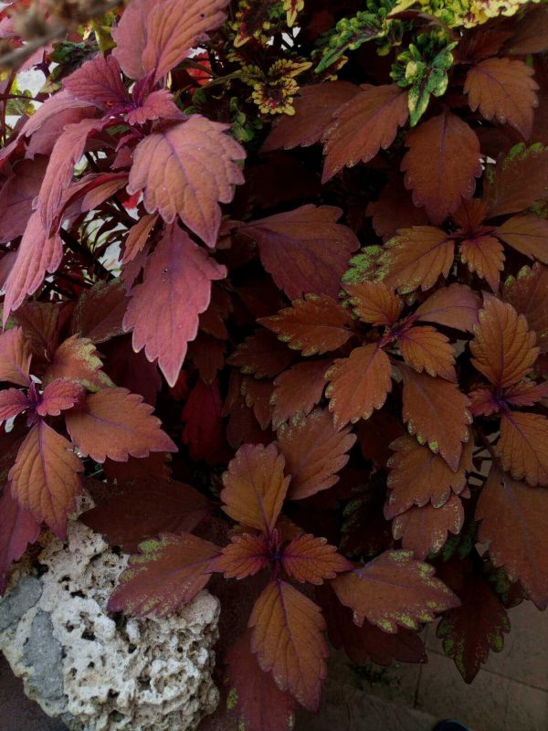 PlanetalsadКолеус (Coleus «Spitfire»): фотогалерея сорта - Planetalsad