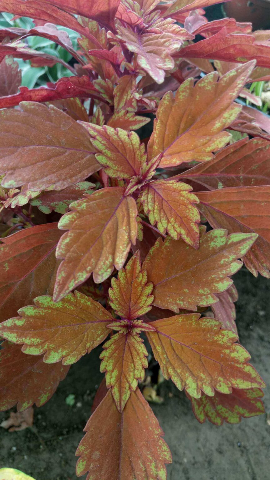 PlanetalsadКолеус (Coleus «Spitfire»): фотогалерея сорта - Planetalsad