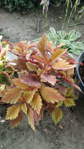 PlanetalsadКолеус (Coleus «Spitfire»): фотогалерея сорта - Planetalsad