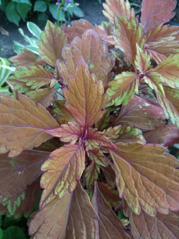 PlanetalsadКолеус (Coleus «Spitfire»): фотогалерея сорта - Planetalsad